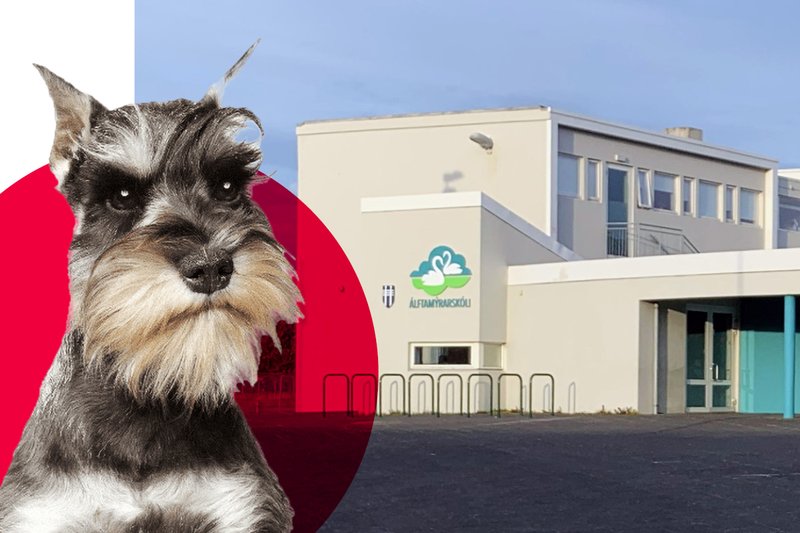 Hundur réðst á barn á leið í skóla í Reykjavík